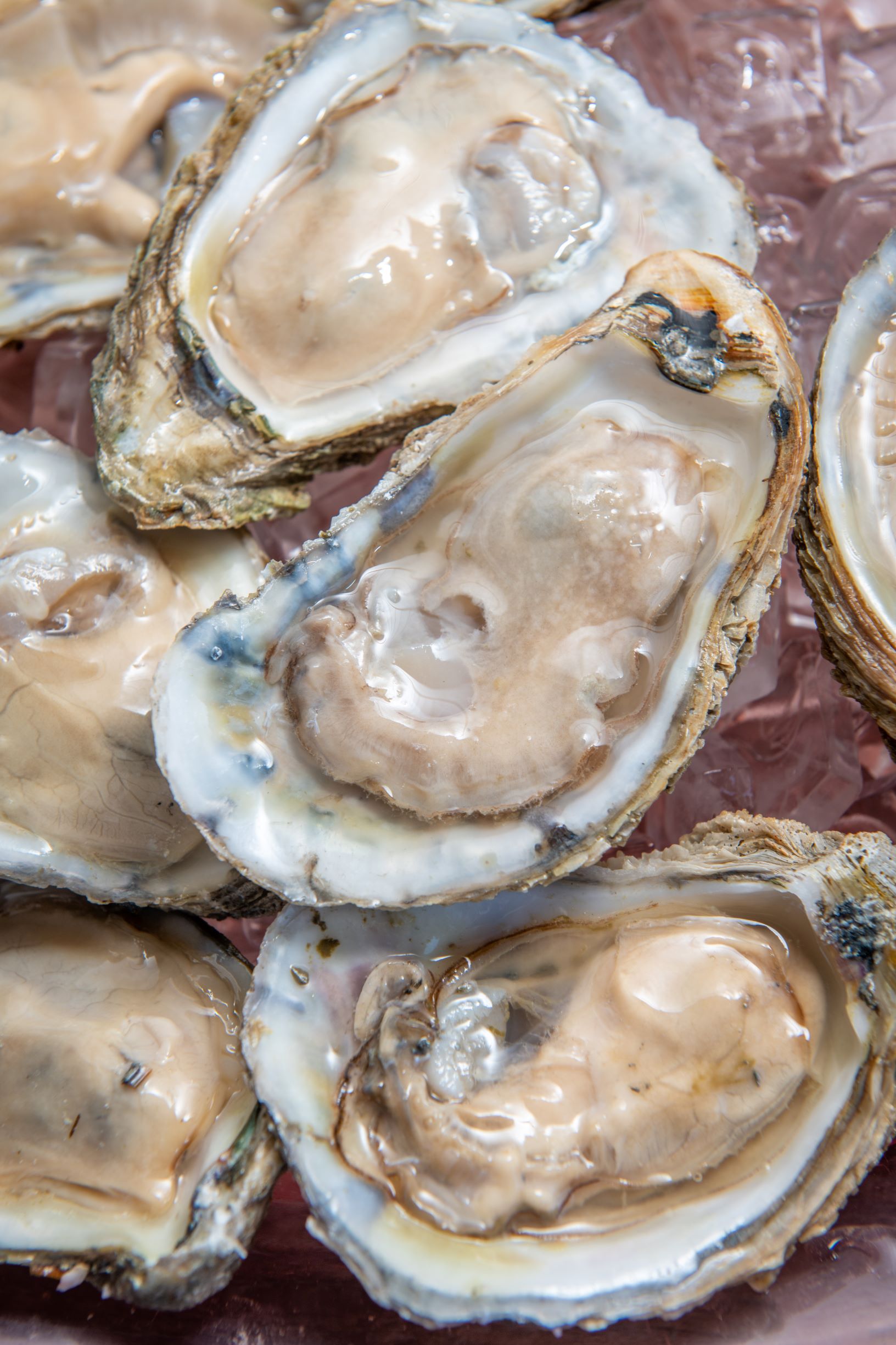 Will The Oyster On Your Plate Have A Pearl In It? - Southern Maryland ...
